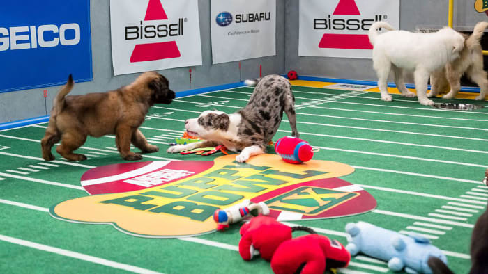 Behind the scenes of The Puppy Bowl - Sports Illustrated