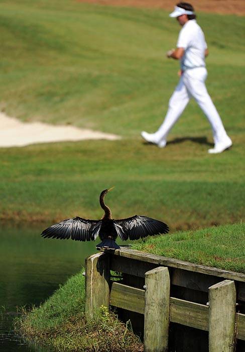 Florida golf course gets visit from alligator - Sports Illustrated