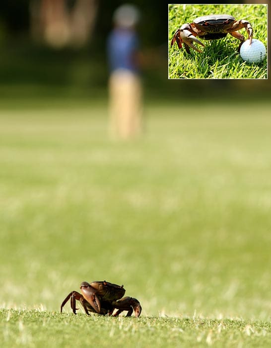 Florida golf course gets visit from alligator - Sports Illustrated