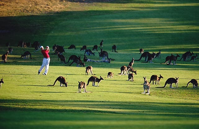 Florida golf course gets visit from alligator - Sports Illustrated