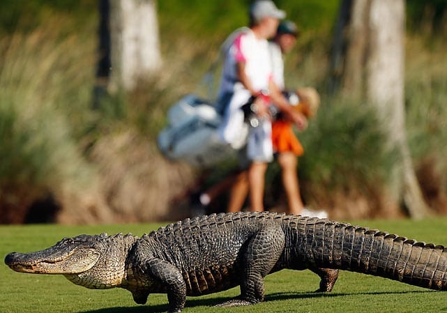 Florida golf course gets visit from alligator - Sports Illustrated
