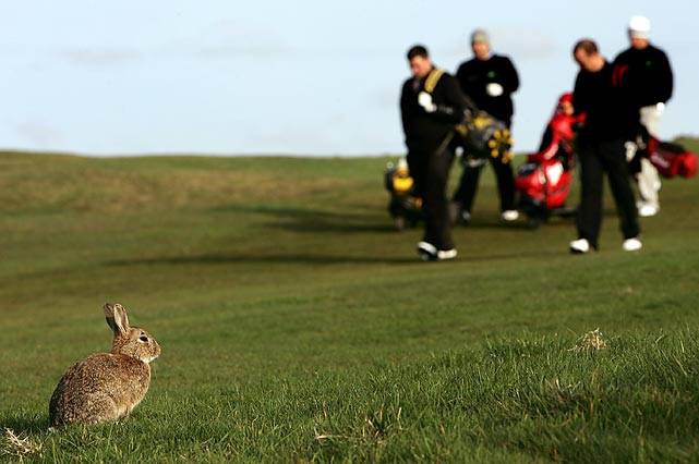 Florida golf course gets visit from alligator - Sports Illustrated