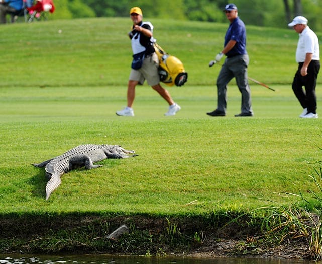 Florida golf course gets visit from alligator - Sports Illustrated