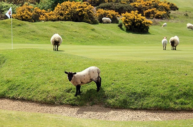 Florida golf course gets visit from alligator - Sports Illustrated