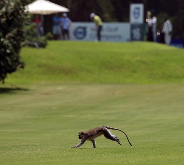Florida golf course gets visit from alligator - Sports Illustrated