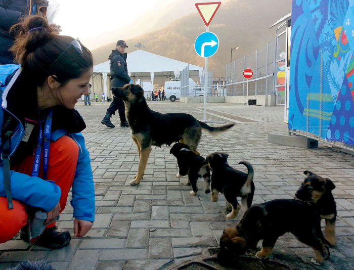 Sochi Dogs: Catching up with furry stars of 2014 Winter Olympics ...