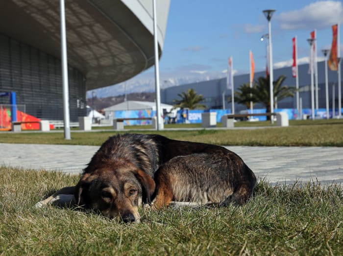 Sochi Dogs: Catching up with furry stars of 2014 Winter Olympics ...