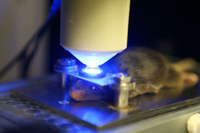 Studies of mouse concussions point to potential brain-trauma treatment ...