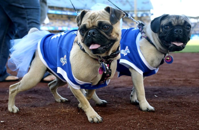 Ballpark Dogs - Sports Illustrated
