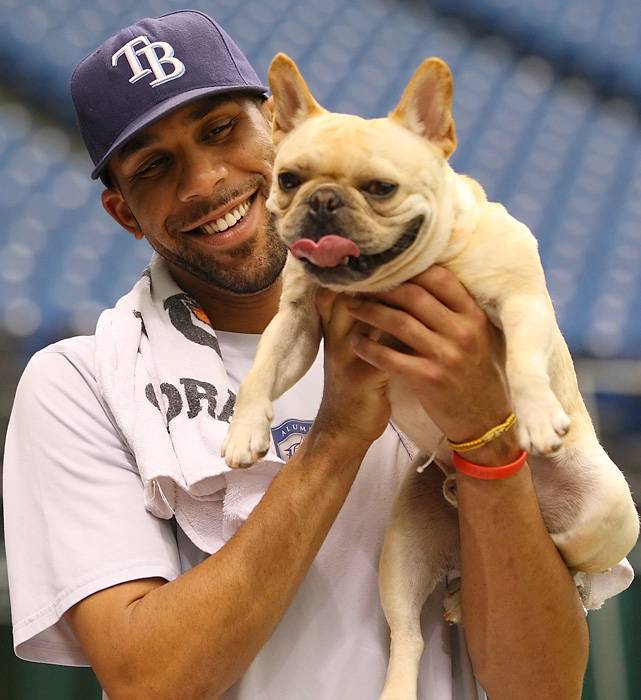 Milwaukee Brewers' Hank the Dog wins 'Dog of the Year' - Sports Illustrated