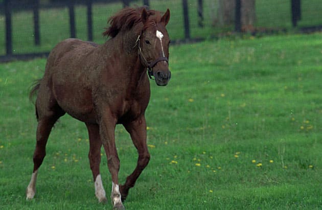 Pure Heart: The thrilling life and emotional death of Secretariat ...