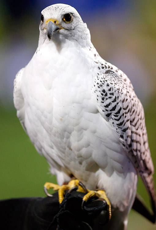 NCAA's Top Real Animal Mascots - Sports Illustrated