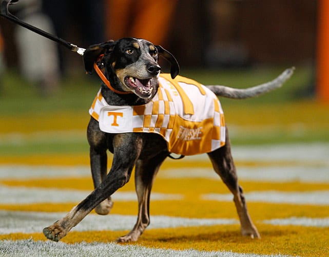 NCAA's Top Real Animal Mascots - Sports Illustrated