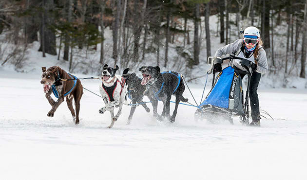 Born to Run: Sprint sled-dog racing is fast and furry-ous - Sports ...
