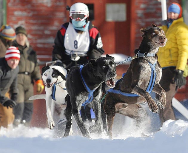 Born to Run: Sprint sled-dog racing is fast and furry-ous - Sports ...