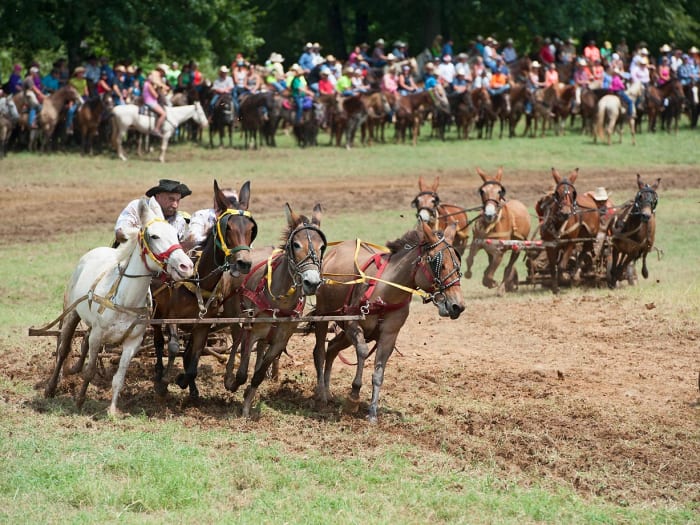National Chuckwagon Race Championship - Sports Illustrated