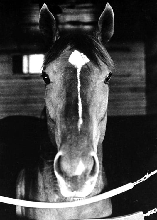 Classic Photos of Secretariat - Sports Illustrated