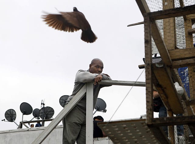 Mike Tyson and Pigeons - Sports Illustrated