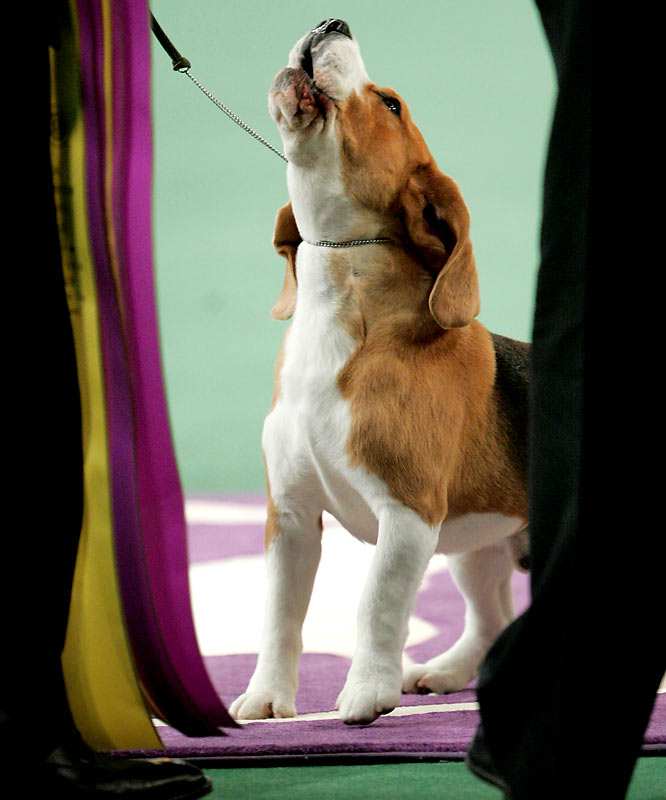 Final Day at Westminster Dog Show - Sports Illustrated
