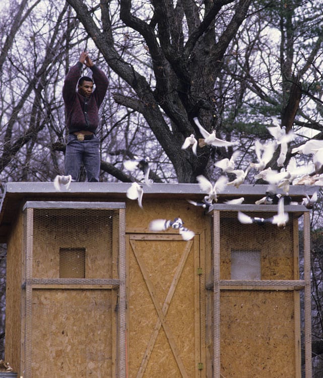 Mike Tyson and Pigeons - Sports Illustrated