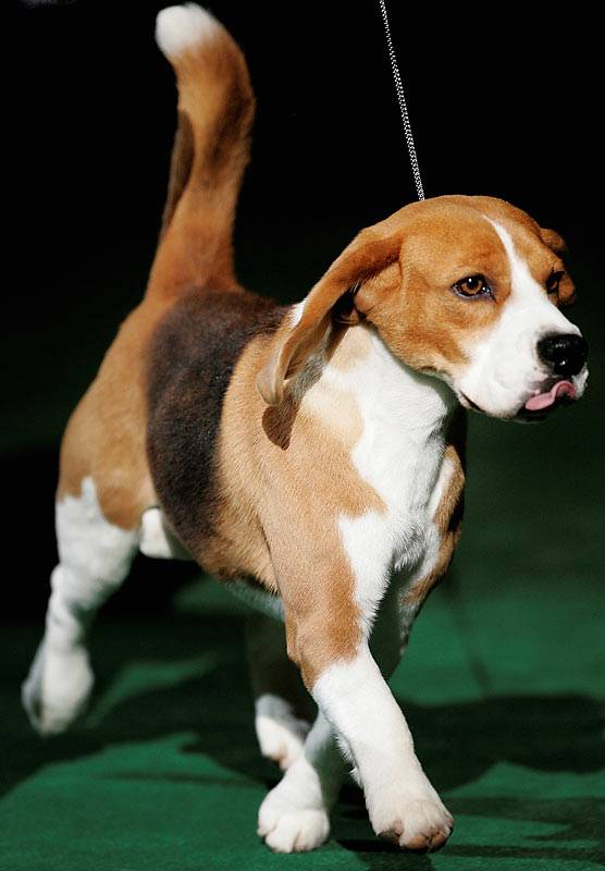 Final Day at Westminster Dog Show - Sports Illustrated