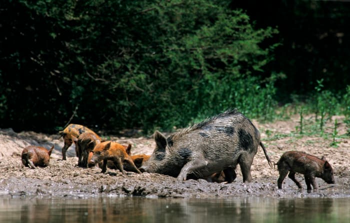 Feral pigs problem in US: How Texas is fighting back - Sports Illustrated