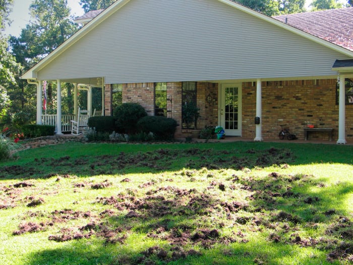 Feral pigs problem in US: How Texas is fighting back - Sports Illustrated