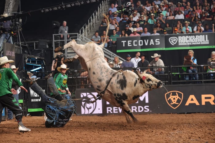 UFC's Dana White Owns a Top PBR Bull, and He is Rank - Sports ...