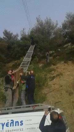 Video: Goat hanging by horns rescued in Greece - Sports Illustrated