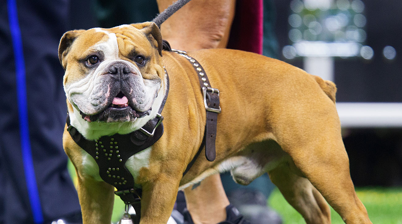 Mississippi State's Bully takes sideline hit but stays in game - Sports ...