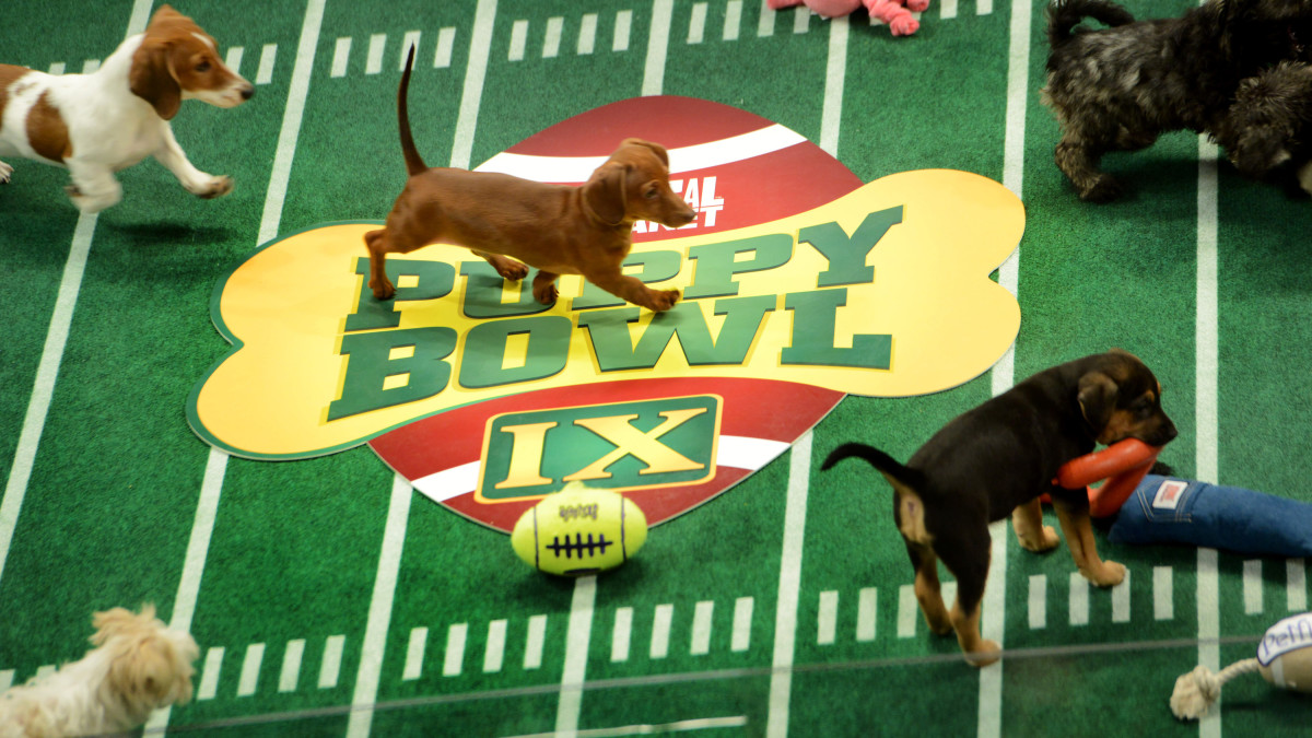 Puppy Bowl 2019: Team Ruff 7.5-point favorite vs. Team Fluff - Sports ...