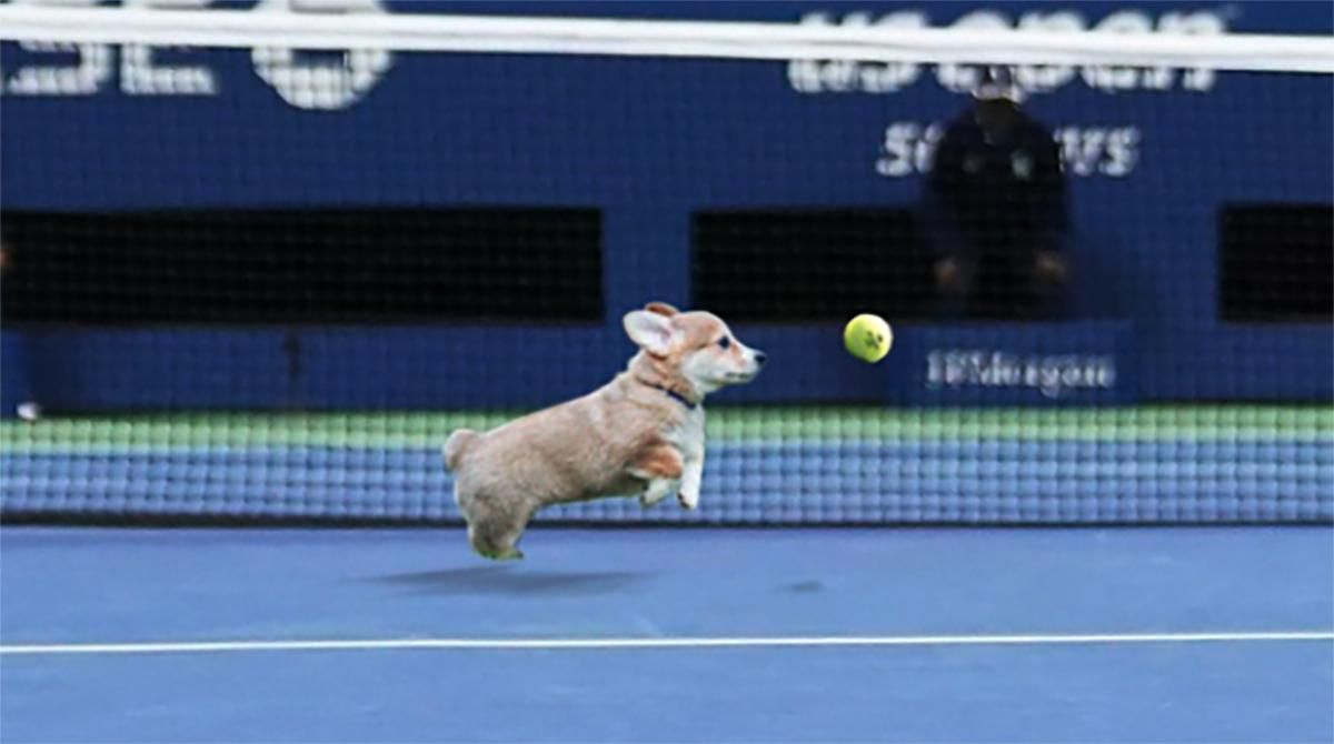 US Open tweets April Fools joke about puppies being ballsperson team ...