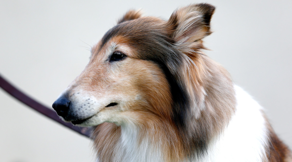 Texas A&M mascot Reveille V dies at 12 years old after illness - Sports ...