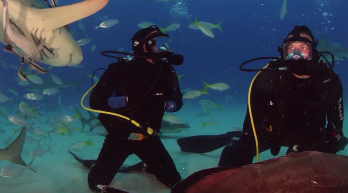 Rob Gronkowski swims with sharks (video) - Sports Illustrated