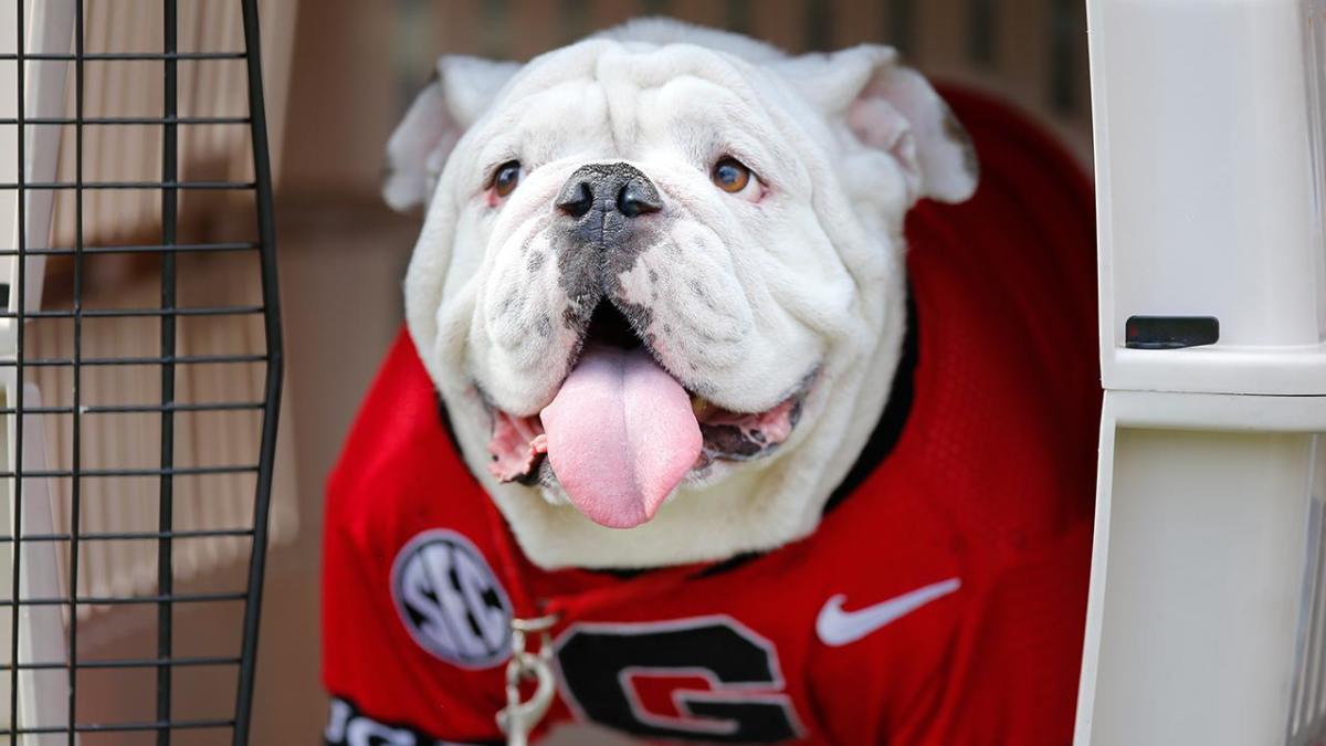 National Dog Show host judges Georgia's Uga, other mascots - Sports ...