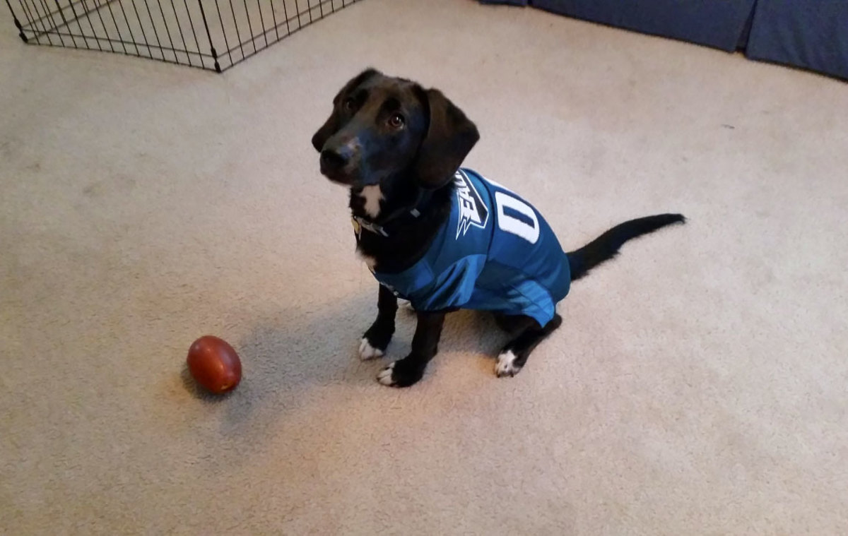 Pigskin Pups: Getting Ready For The Puppy Bowl - Sports Illustrated