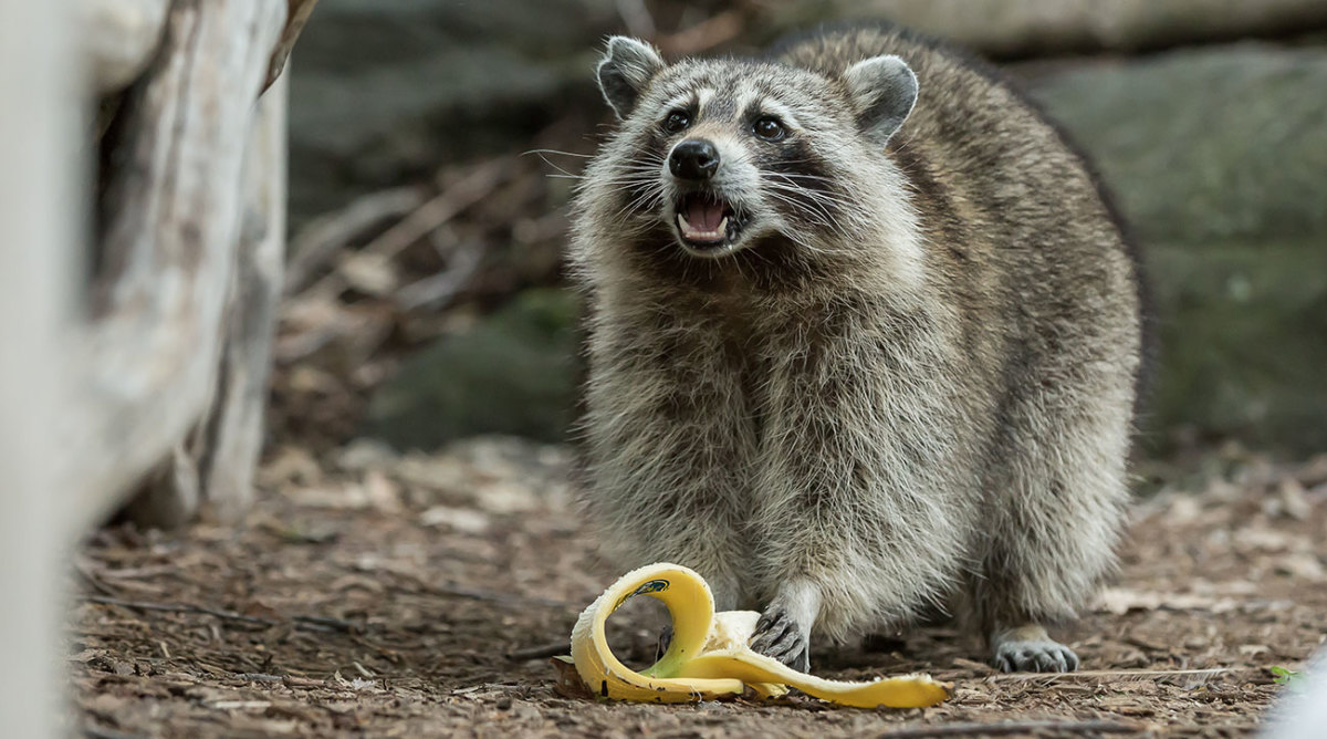 Maine jogger takes on, defeats rabid racooon in fight - Sports Illustrated