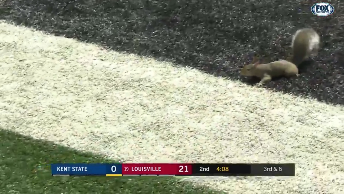 Squirrel takes it 40 yards to the house for a TD (VIDEO) - Sports ...