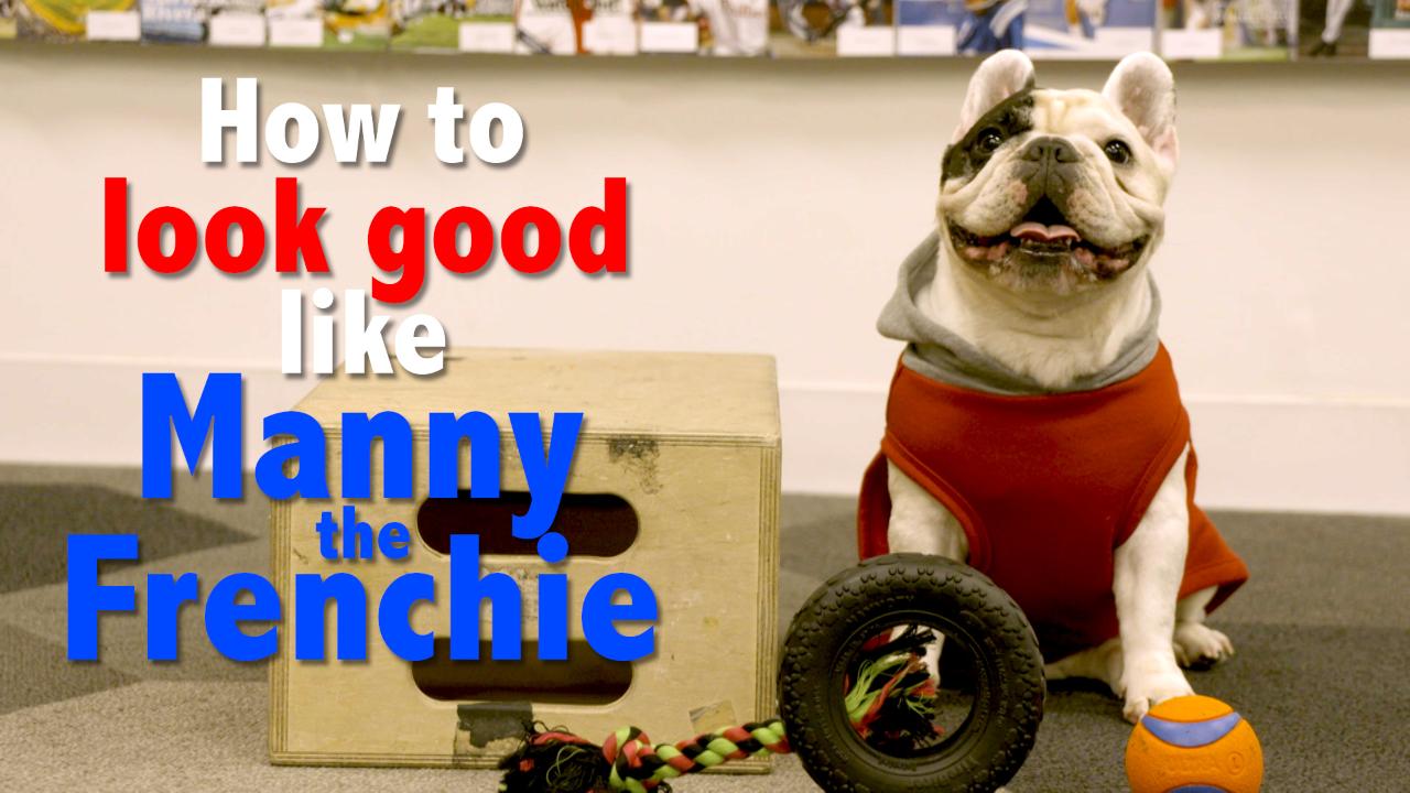 Manny the Frenchie: How to work out like the star dog - Sports Illustrated