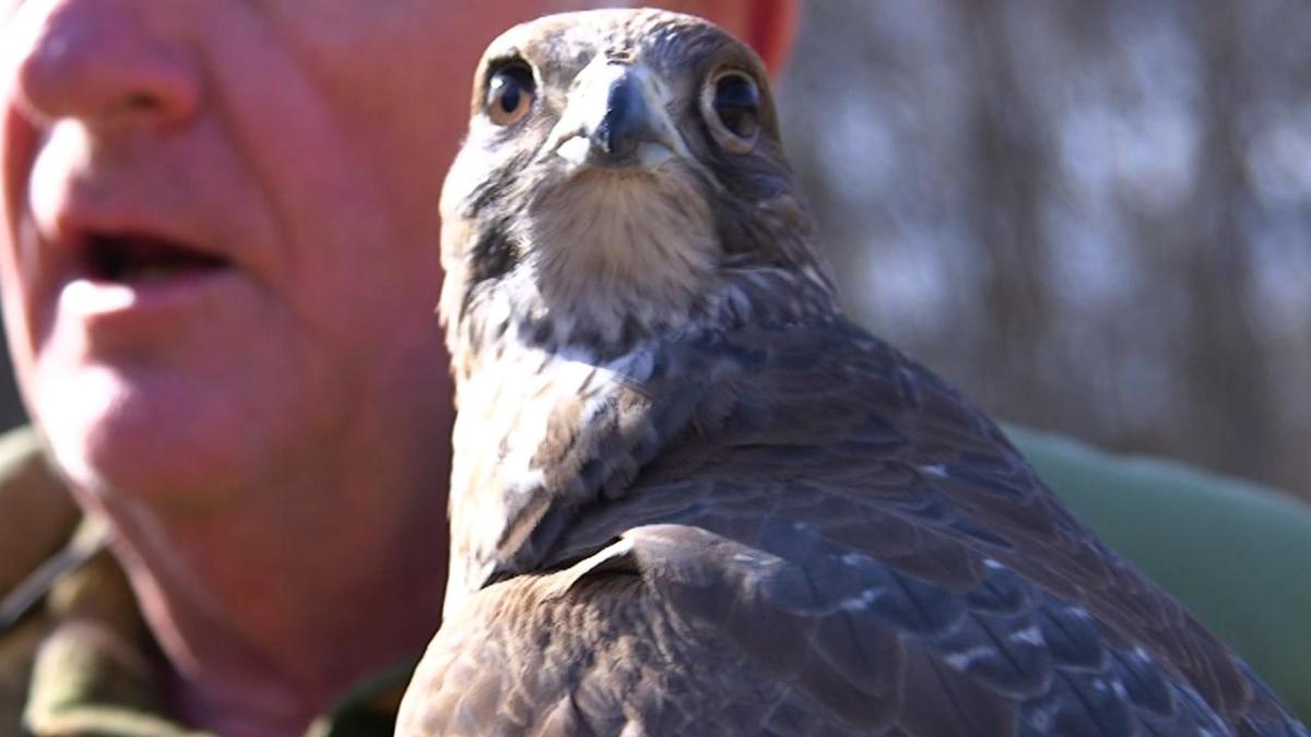 Super Bowl Atlanta Falcon - Sports Illustrated