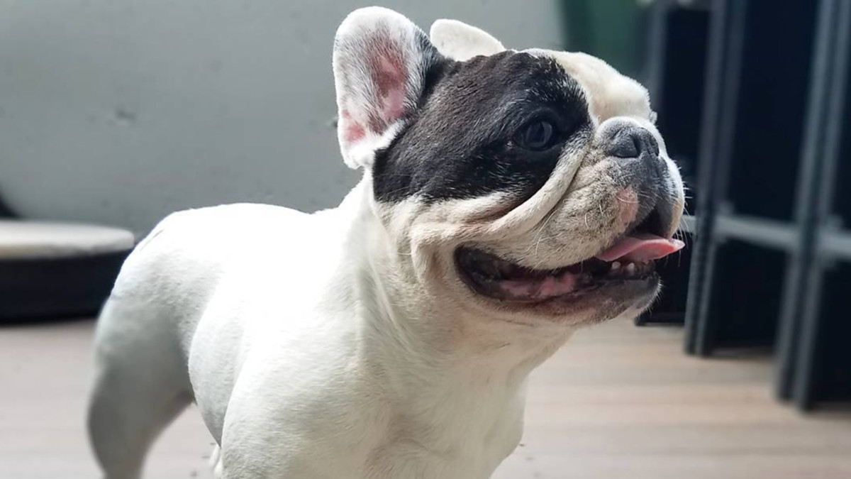 Manny the Frenchie's Workout Video - Sports Illustrated