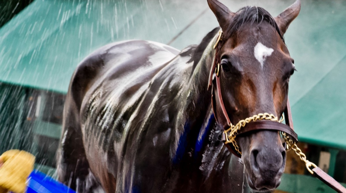 2017 Preakness odds: Always Dreaming leads favorites, contenders ...