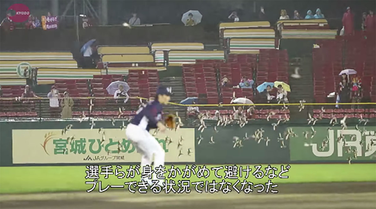Birds interrupt Japanese baseball game (video) - Sports Illustrated