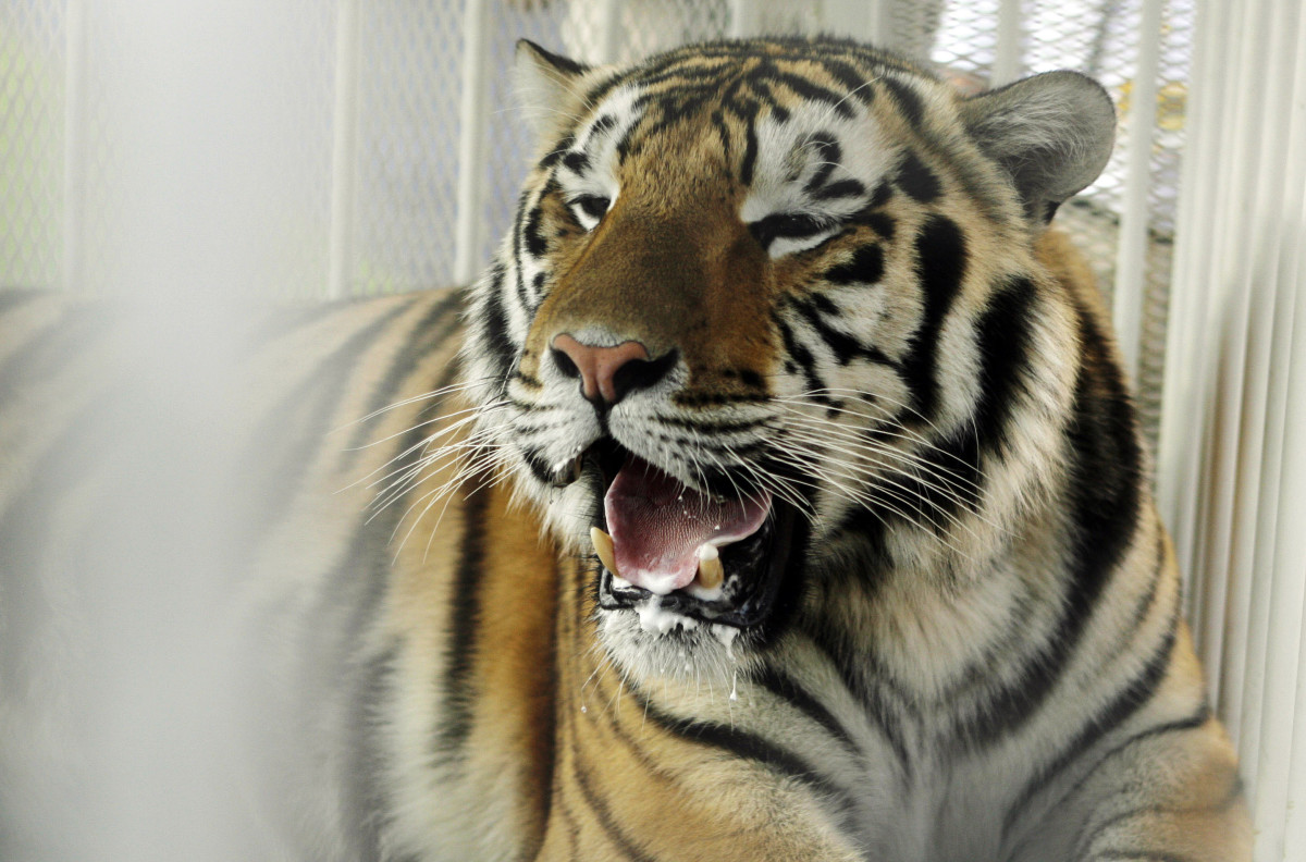 LSU: Live tiger mascot's cancer has spread - Sports Illustrated