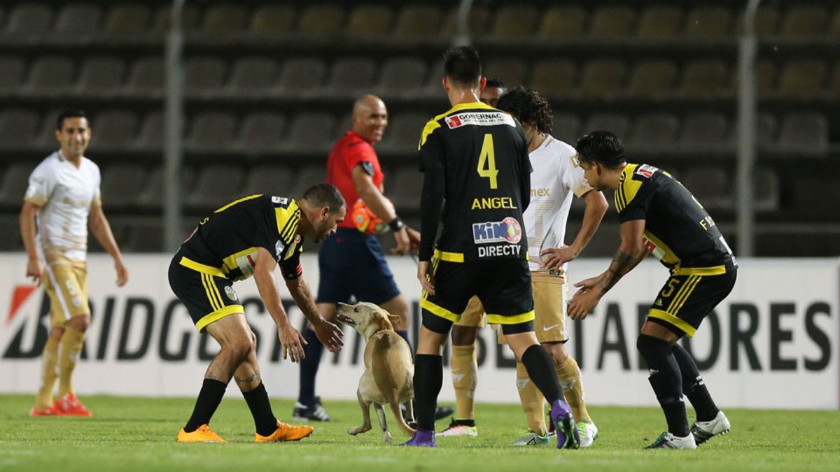Watch: Adorable dog pitch invader at Copa Libertadores - Sports Illustrated