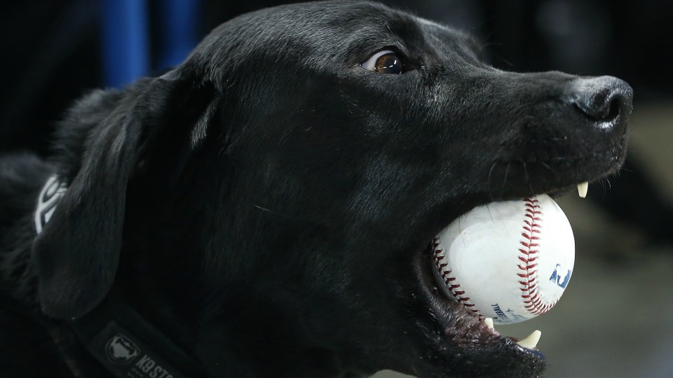 Tampa Bay Rays newest star player is Max the Super Dog - Sports Illustrated