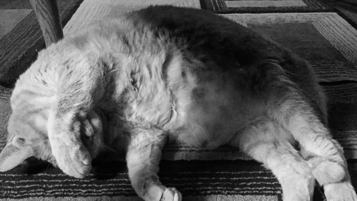 Mustard Minute: A film noir of Matt Duffy’s cat Skeeter alone and sad ...