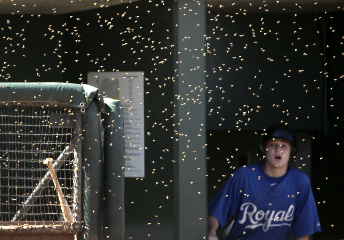 LEADING OFF: Sweeping out the KC bee swarm, O's try again - Sports ...