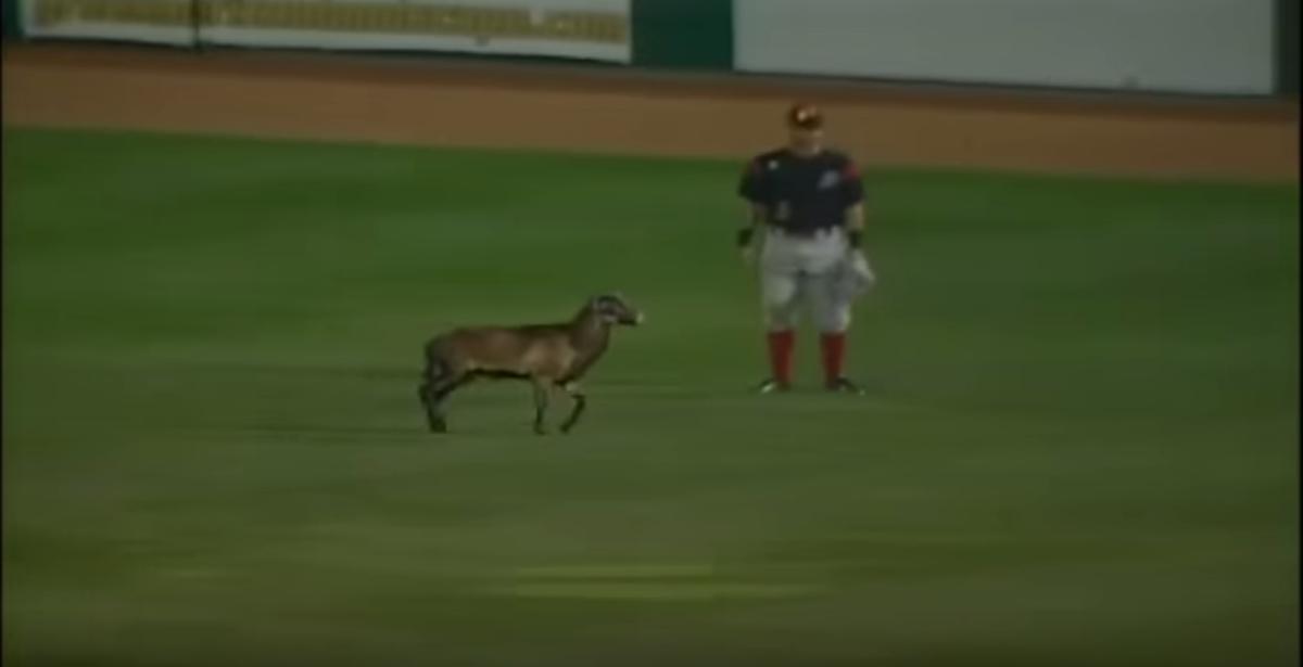 Video: Sheep delays minor league baseball game - Sports Illustrated