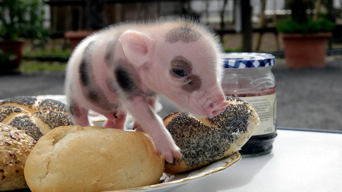 White Sox’ Dioner Navarro also has a pet pig - Sports Illustrated